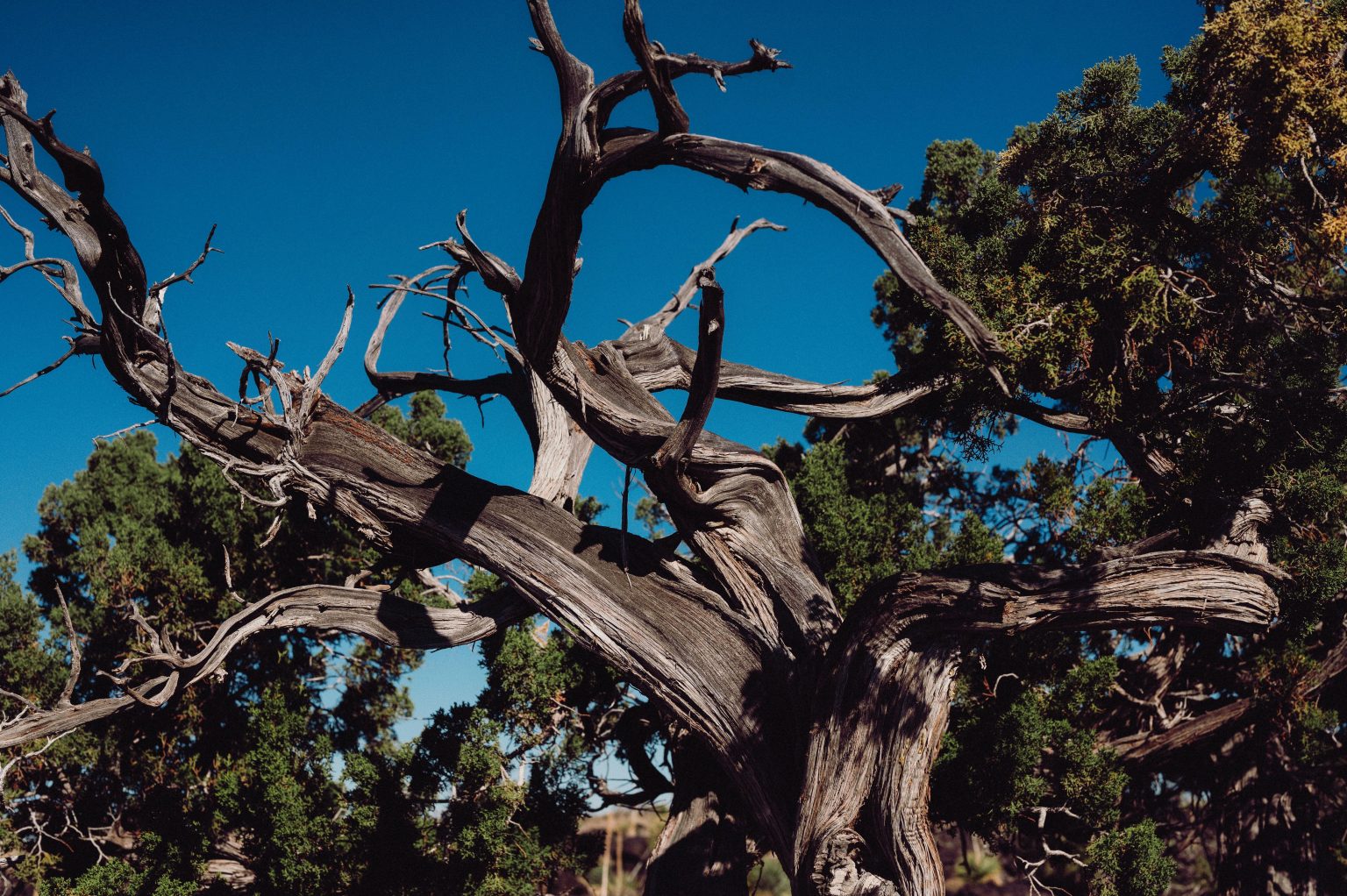 New emojis are coming: A tree without a single leaf as a symbol of the ...